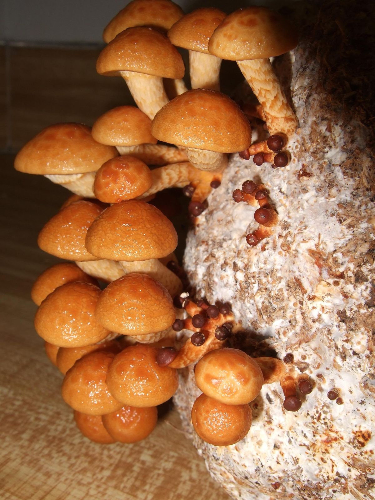 Pholiota Nameko