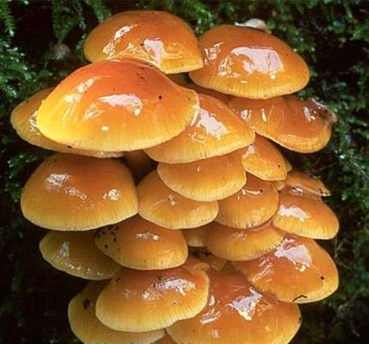Pholiota Nameko