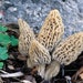 Blushing Morel Mushroom morchella Rufobrunnea Live Culture on Agar - Etsy