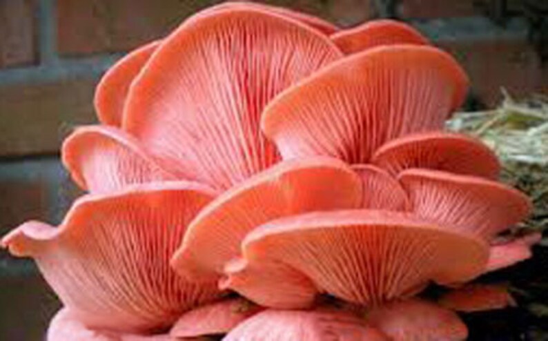 Ostrica rosa Pleurotus djamor agar o siringa | Etsy