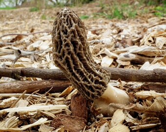 Blushing Morel Mushroom morchella Rufobrunnea Live Culture | Etsy