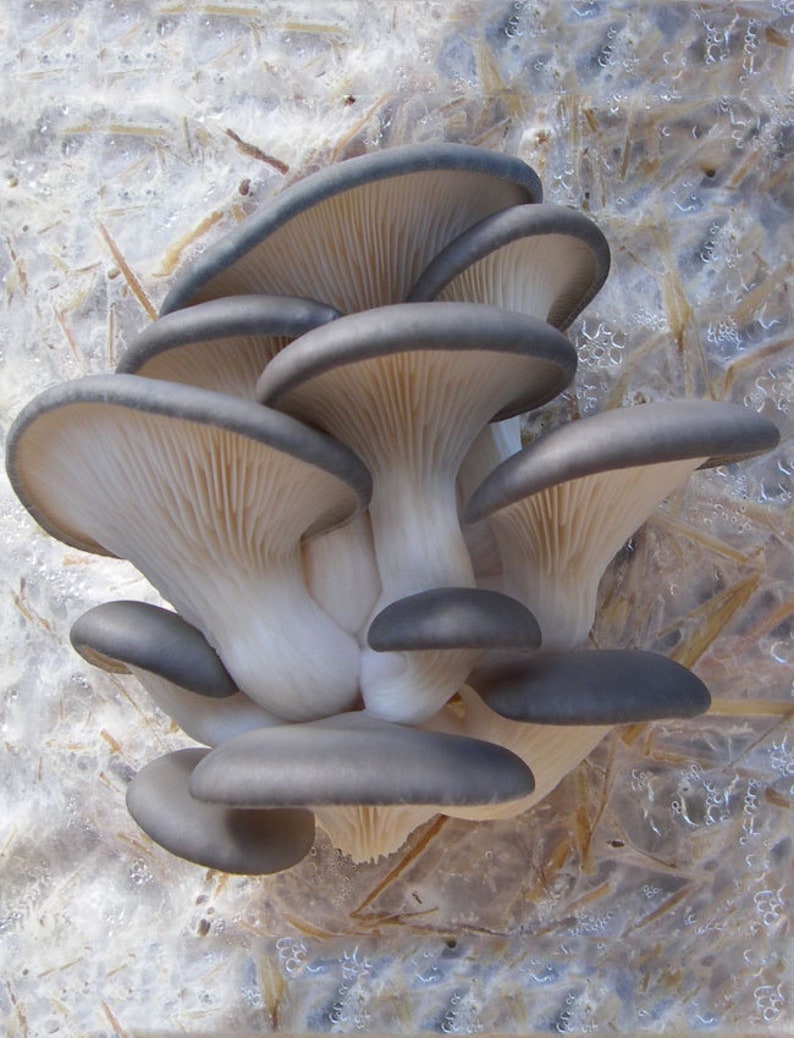 Blue Oyster Mushroom pleurotus Ostreatus Var. Columbinus | Etsy