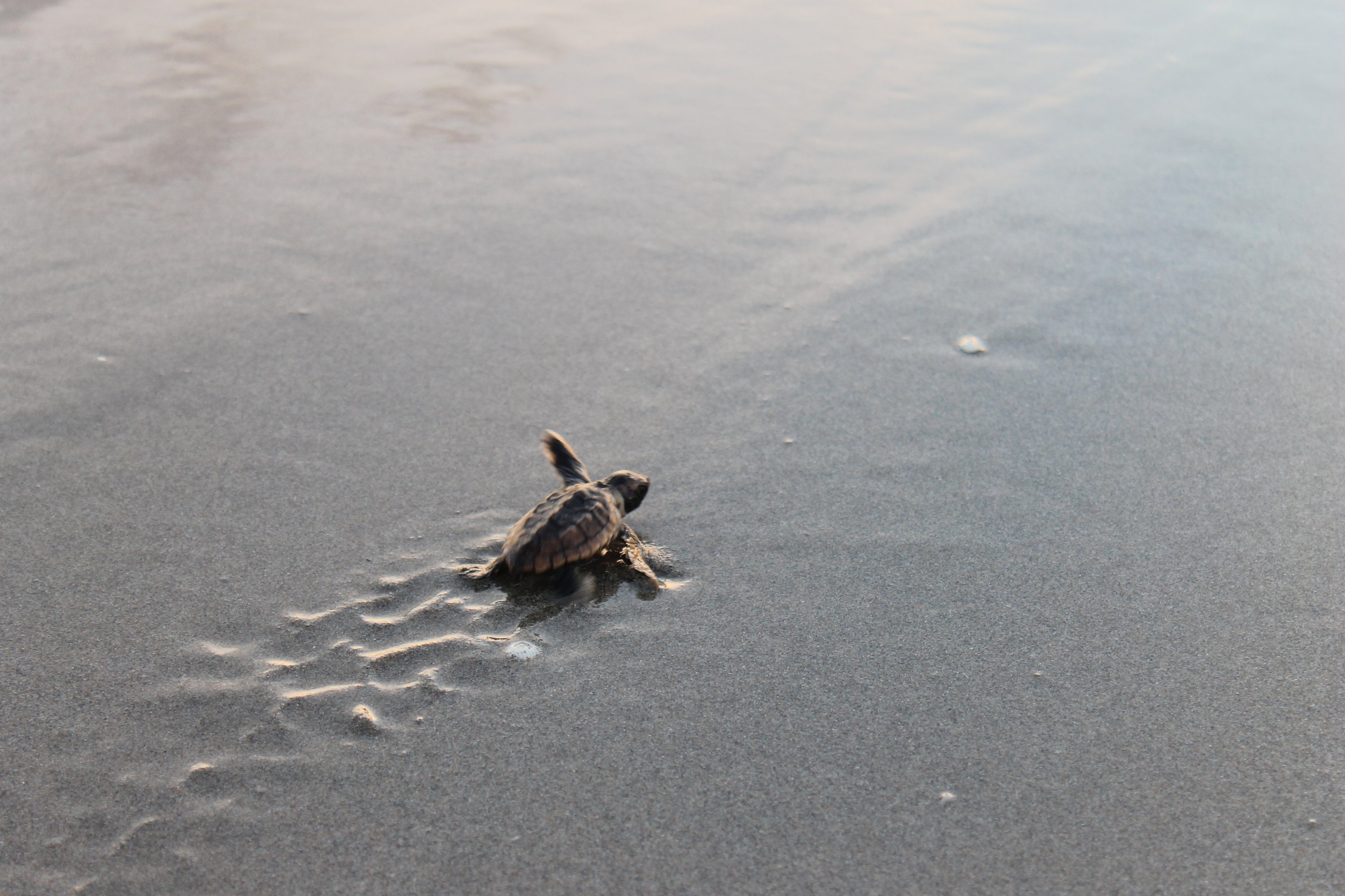 Baby Loggerhead Sea Turtle