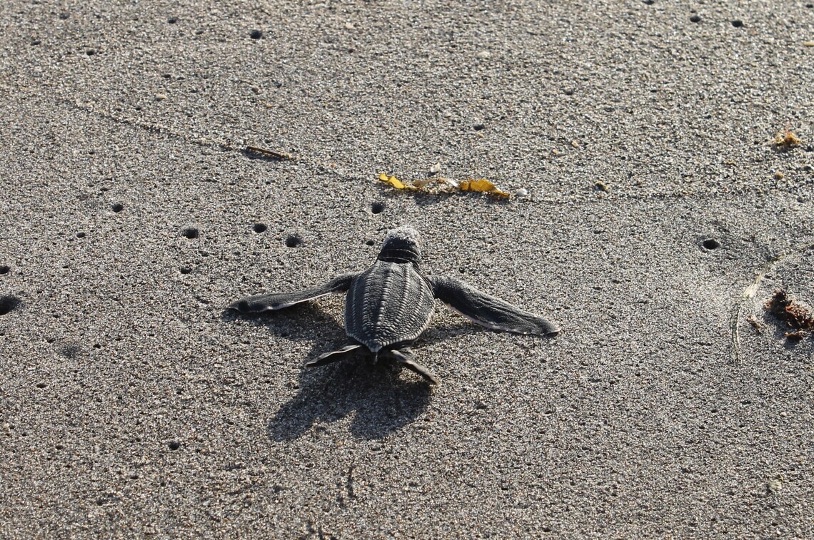Baby Leatherback Sea Turtle on the Beach Beach Photography - Etsy