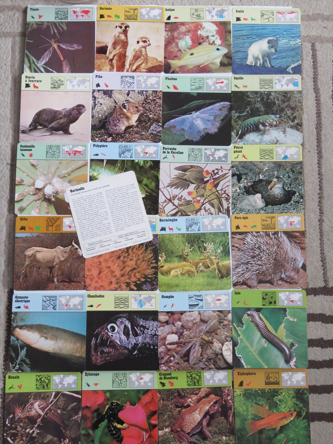 Lot of 25 Vintage 1976 Editions Rencontre Lausanne French Animals Flash ...