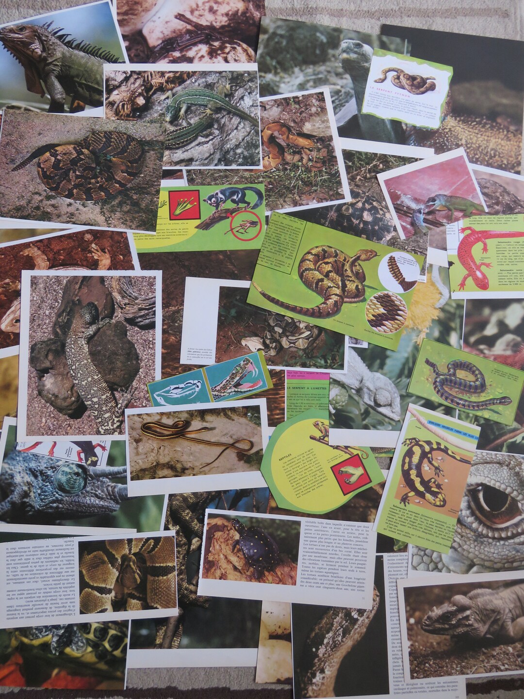 Reptiles, Snakes, Amphibians Lot of 40 Ephemera Pages/cuts for Art ...