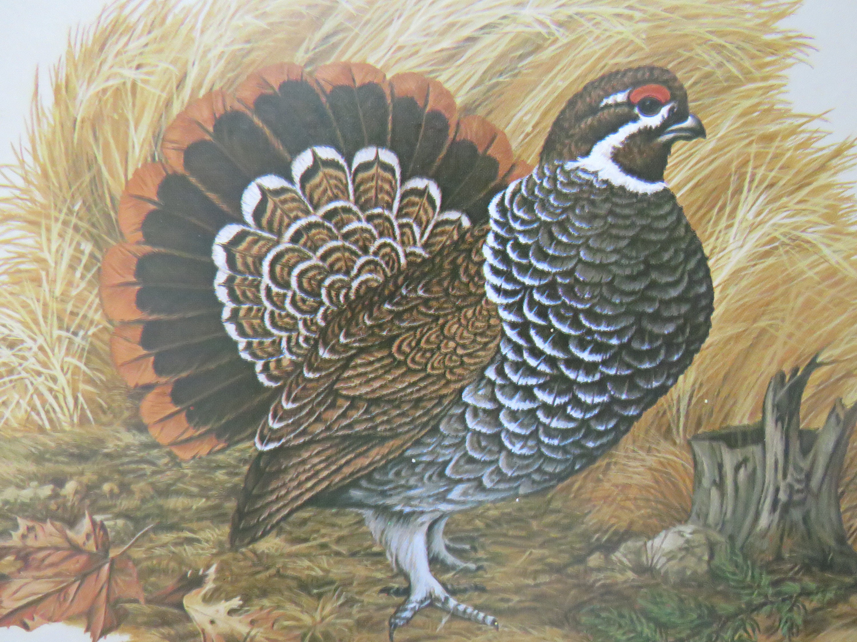 2 Vintage Lithograph Prints Art ''spruce Grouse'' and ''ruffed Grouse ...