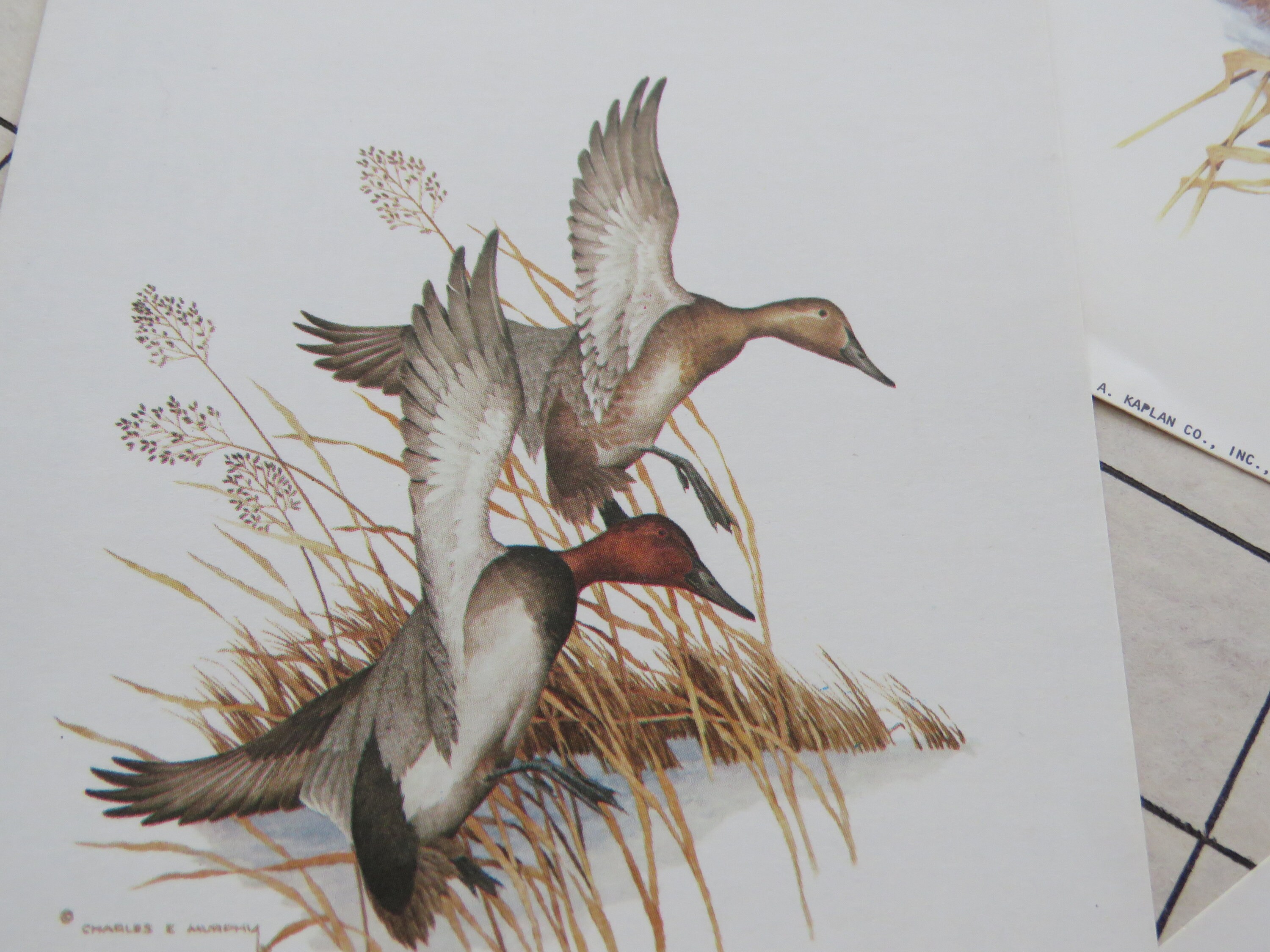 3 Vintage Charles E Murphy Art Print Signed - 1981 Arthur A. Kaplan ...