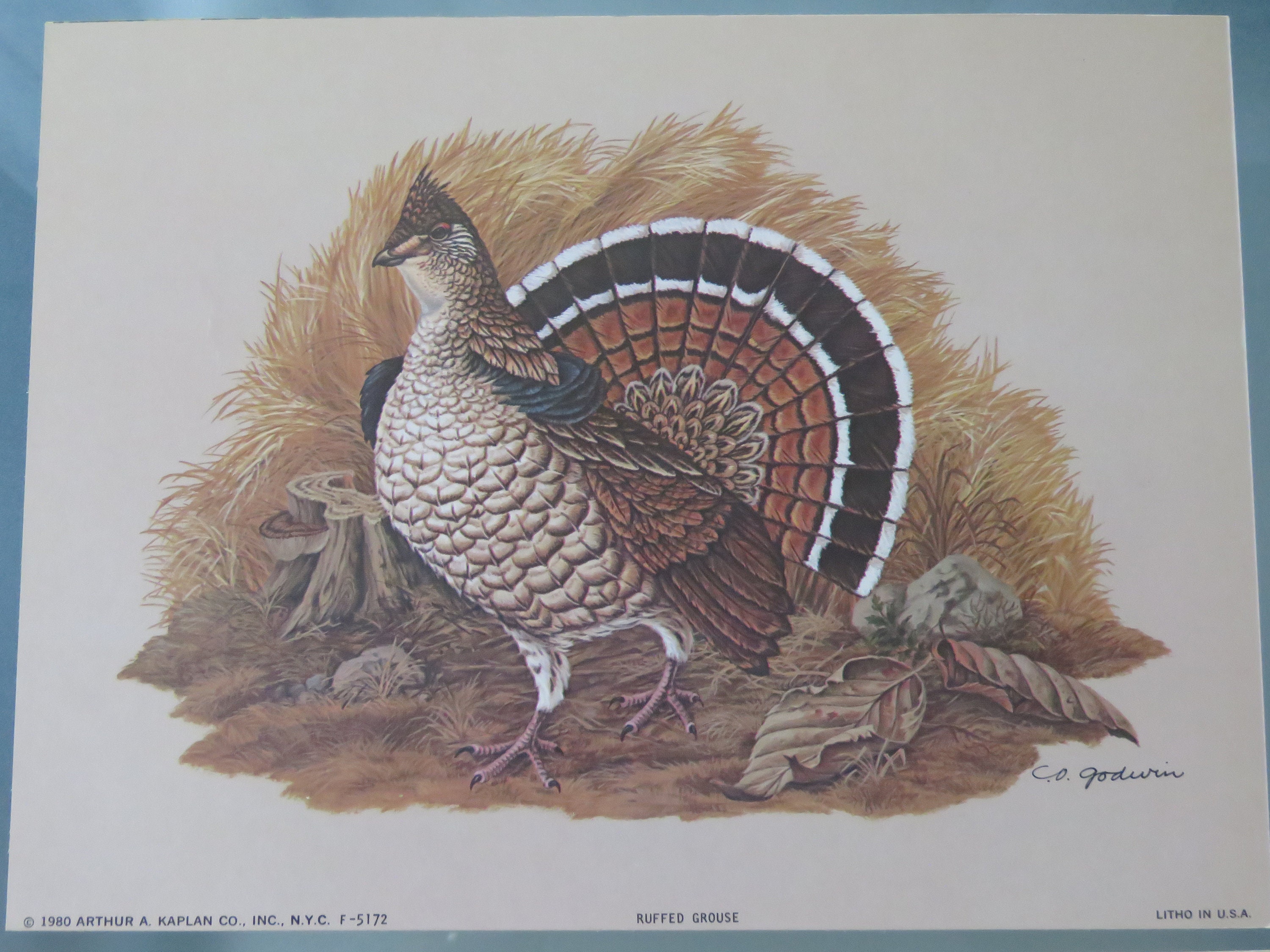 2 Vintage Lithograph Prints Art ''spruce Grouse'' and ''ruffed Grouse ...