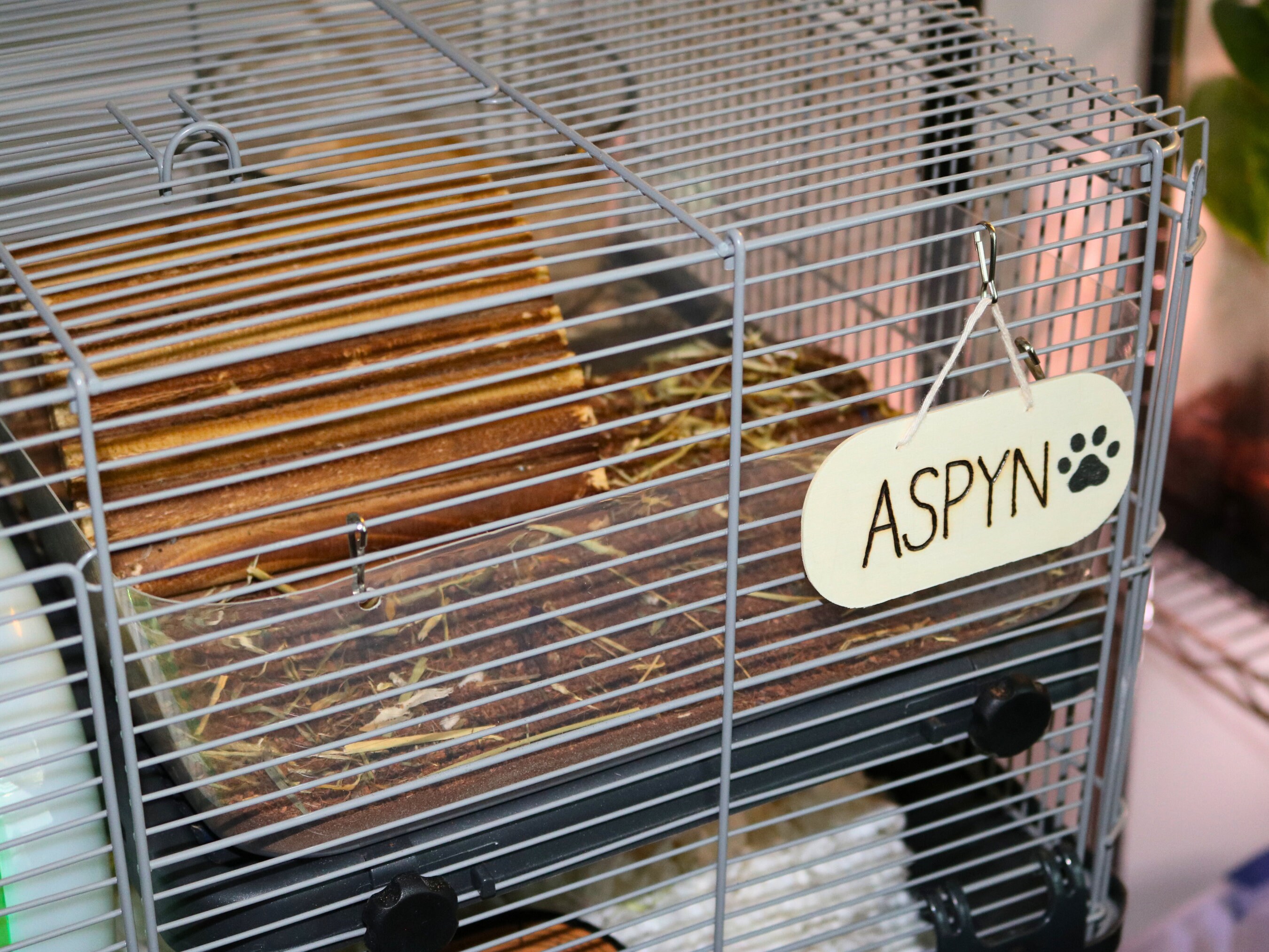 Custom Pet Cage Name Plaque Engraved Wooden Cage Name Tag for Pet Name ...