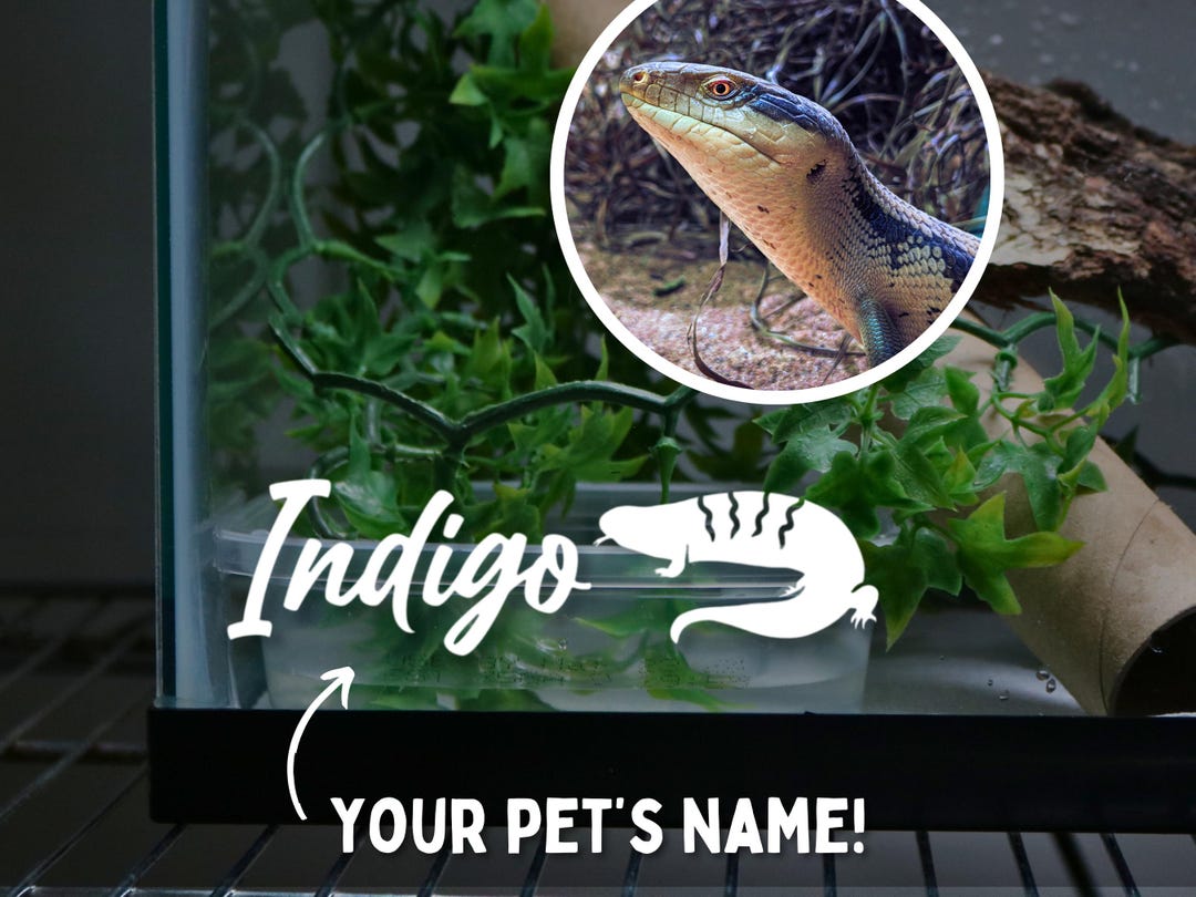 Blue Tongued Skink Name Decal for Skink Enclosure Accessories for ...