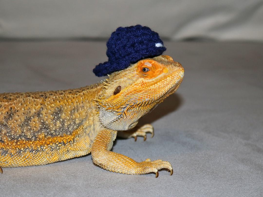 Bearded Dragon Hat for Reptile Clothing Accessories, Baseball Cap for Pet Lizard Hat for Bearded ...