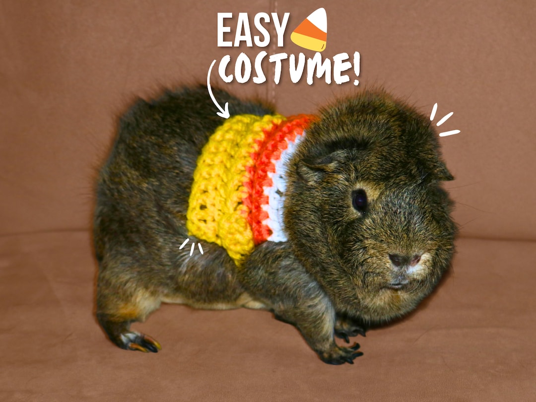 Guinea Pig Costume for Halloween Candy Corn Costume for Guinea Pigs and ...