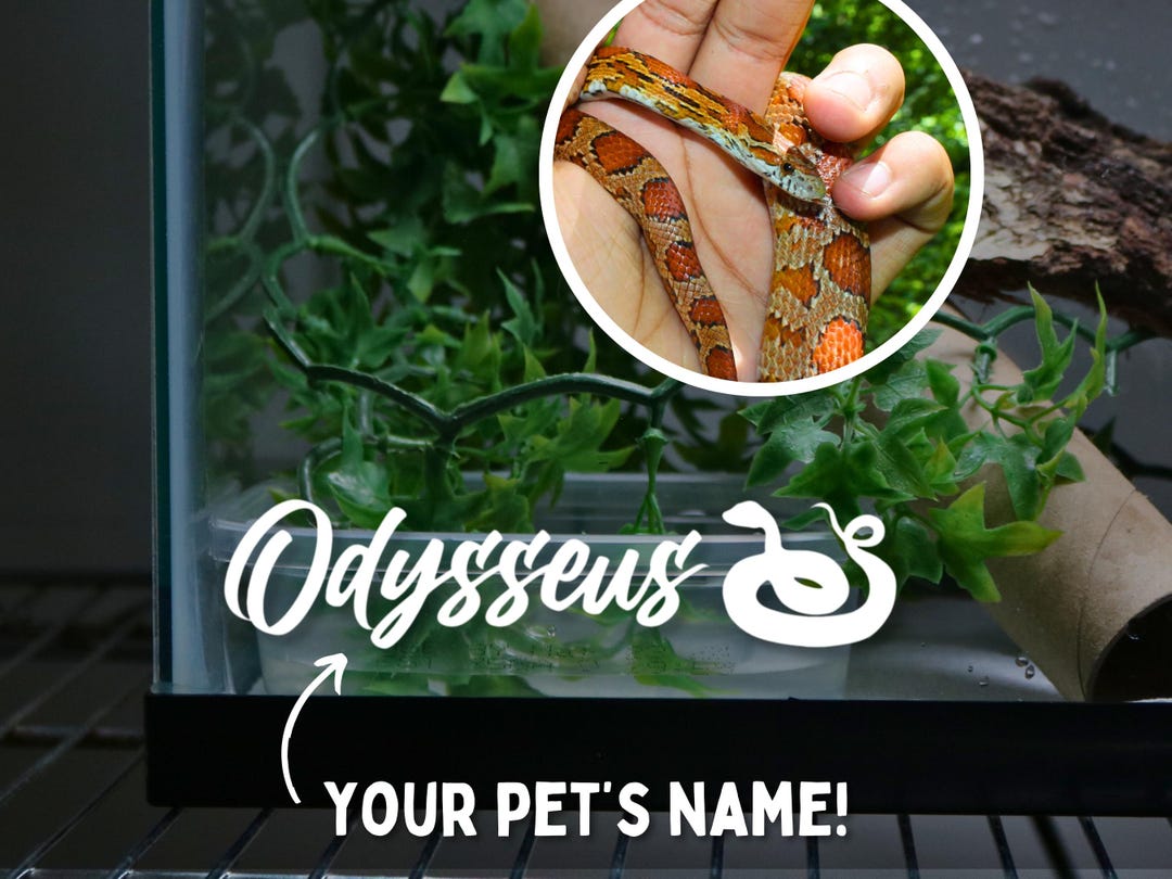 Snake Name Decal for Corn Snake Enclosure Accessories for Corn Snake ...