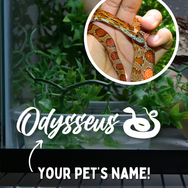 Reptile Enclosure - Etsy