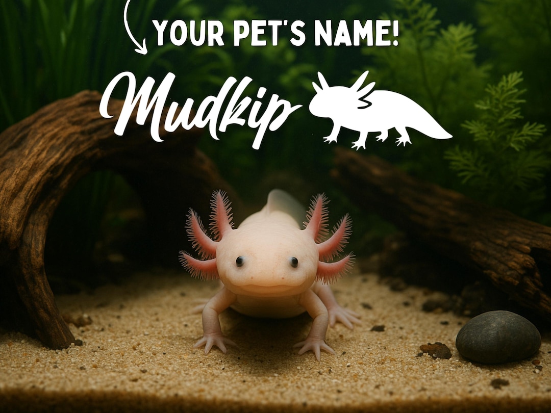 Axolotl Name Decal for Axolotl Habitat Decal for Axolotl Tank Stickers ...
