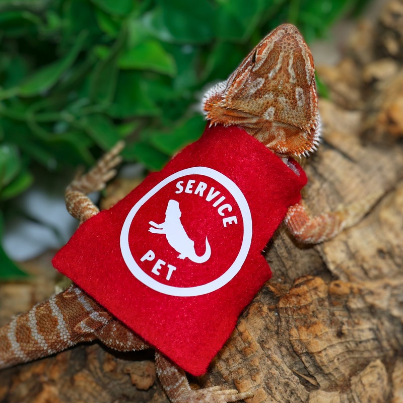 Leopard Gecko Harness - Etsy
