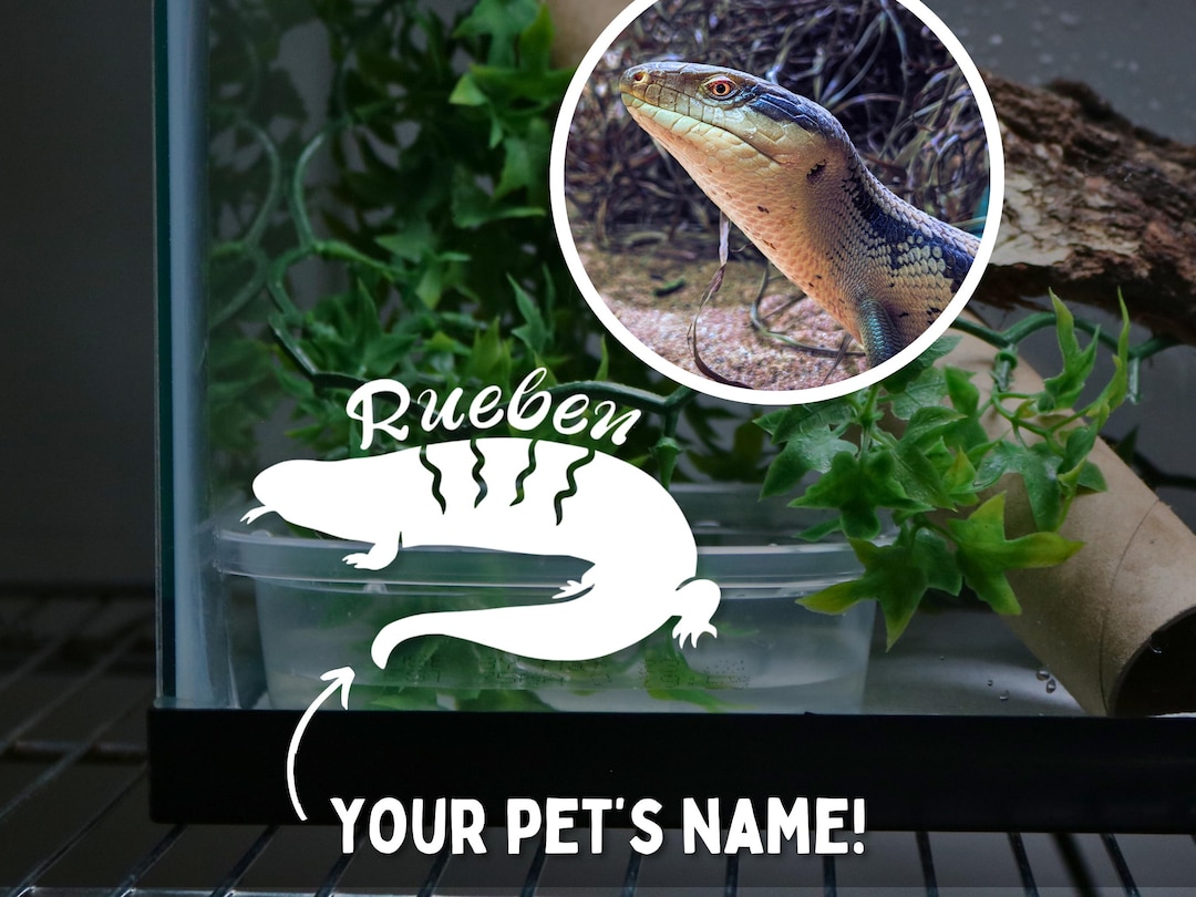 Blue Tongued Skink Name Decal for Skink Enclosure Accessories for ...