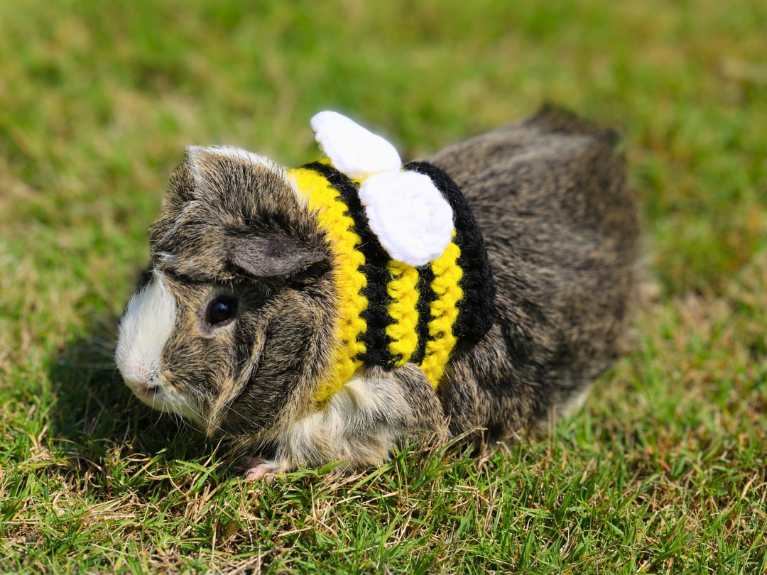 Bumblebee Guinea Pig Costume for Guinea Pig Bee Costume for Your Skinny ...