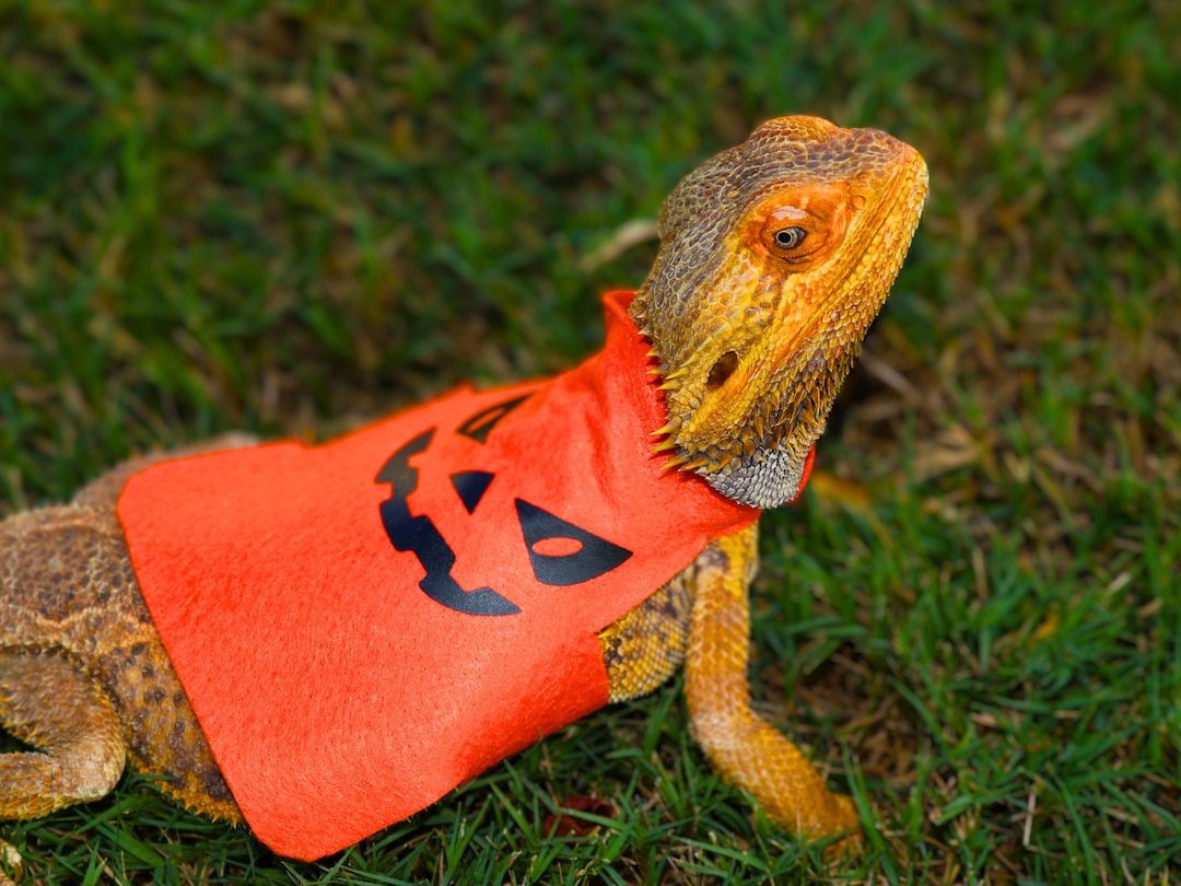 Halloween Costume for Bearded Dragon Pumpkin Costume Shirt for Bearded ...