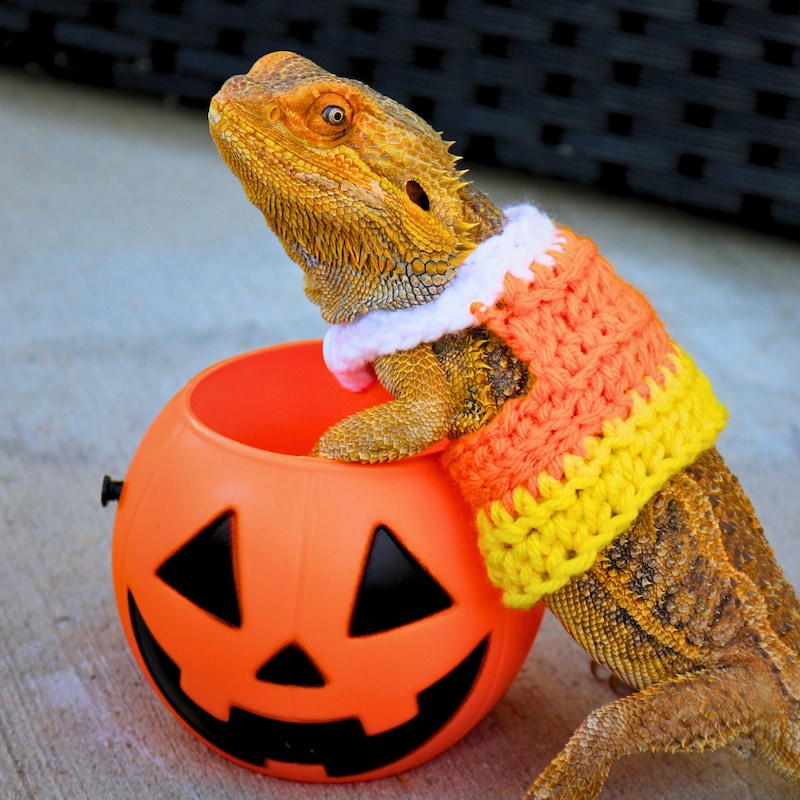 Lizard Costume - Etsy