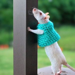 Rat Sweater for Rat Crochet Sweater for Small Pet Sweater for Fancy Rat ...