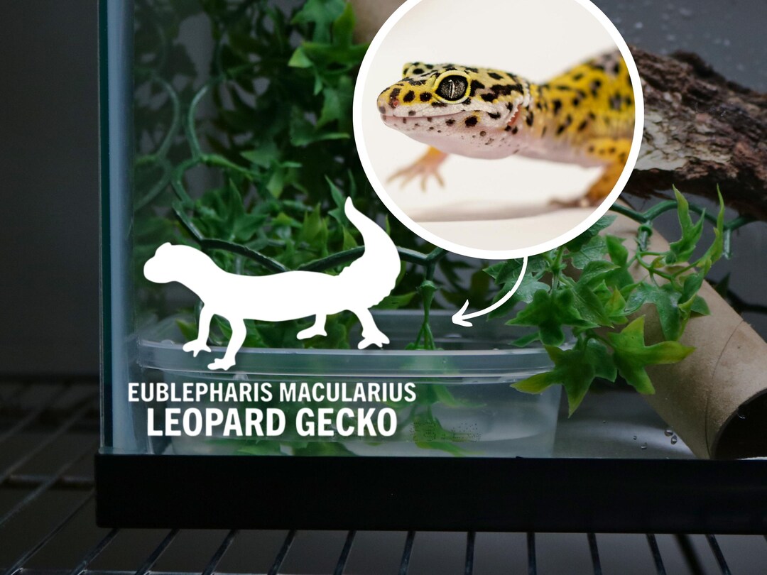 Leopard Gecko Decal for Leopard Gecko Enclosure Accessories for Lizard ...