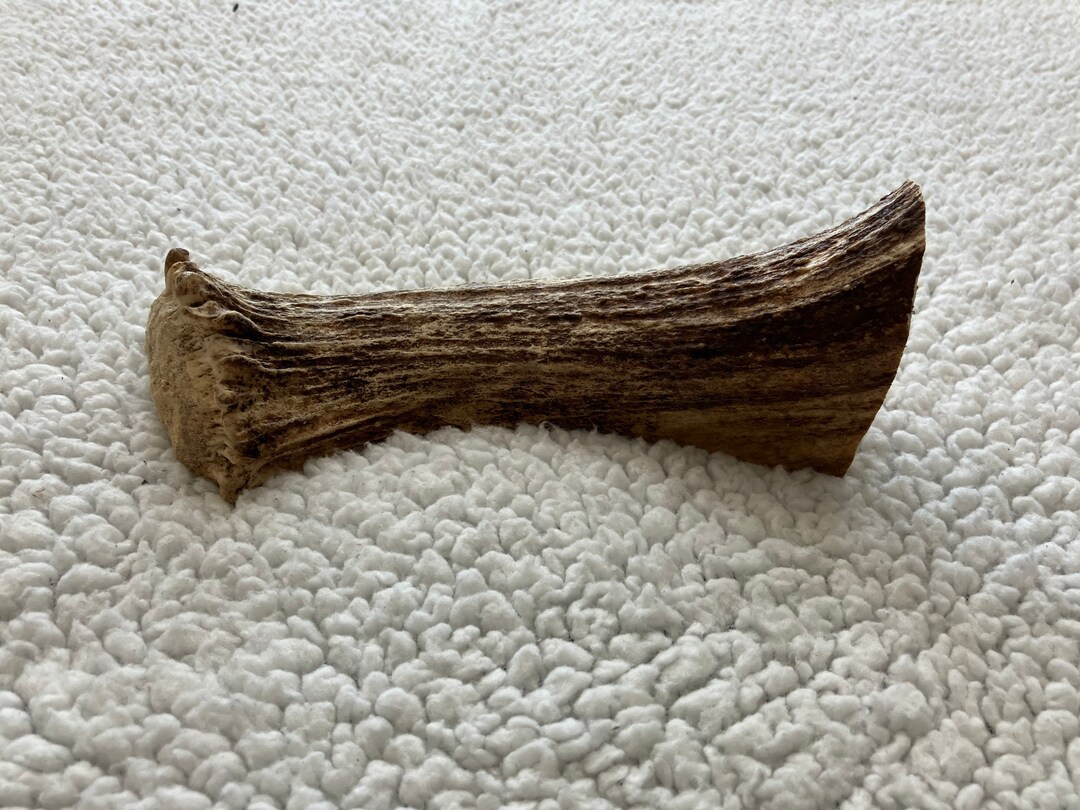 Split Moose Antler Base Dog Chew! Sheds, Deer, Crafts - Etsy