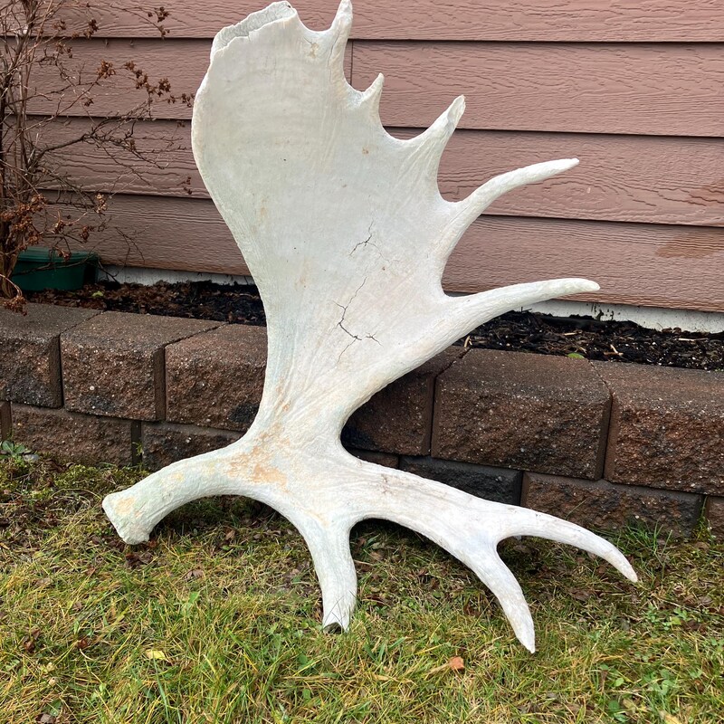 Moose Antler Carving - Etsy