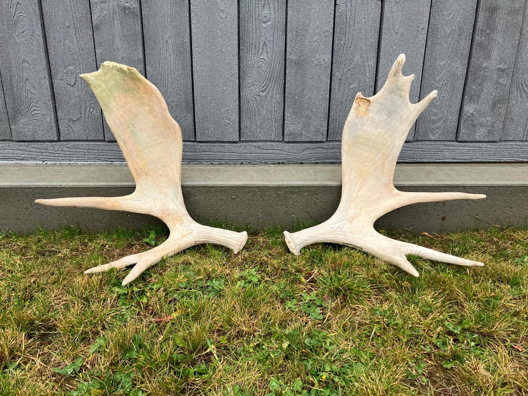 Matching Set of Maine Moose Sheds / Moose Antlers Deer, Taxidermy, Man ...