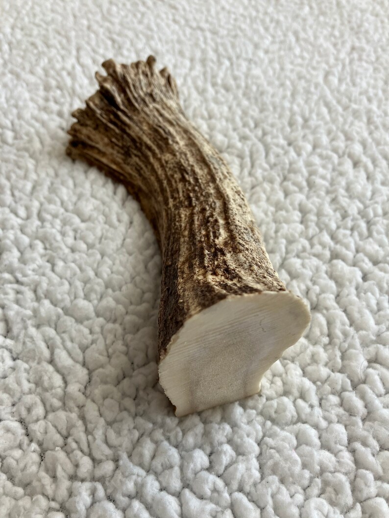 Split Moose Antler Base Dog Chew! Sheds, Deer, Crafts - Etsy