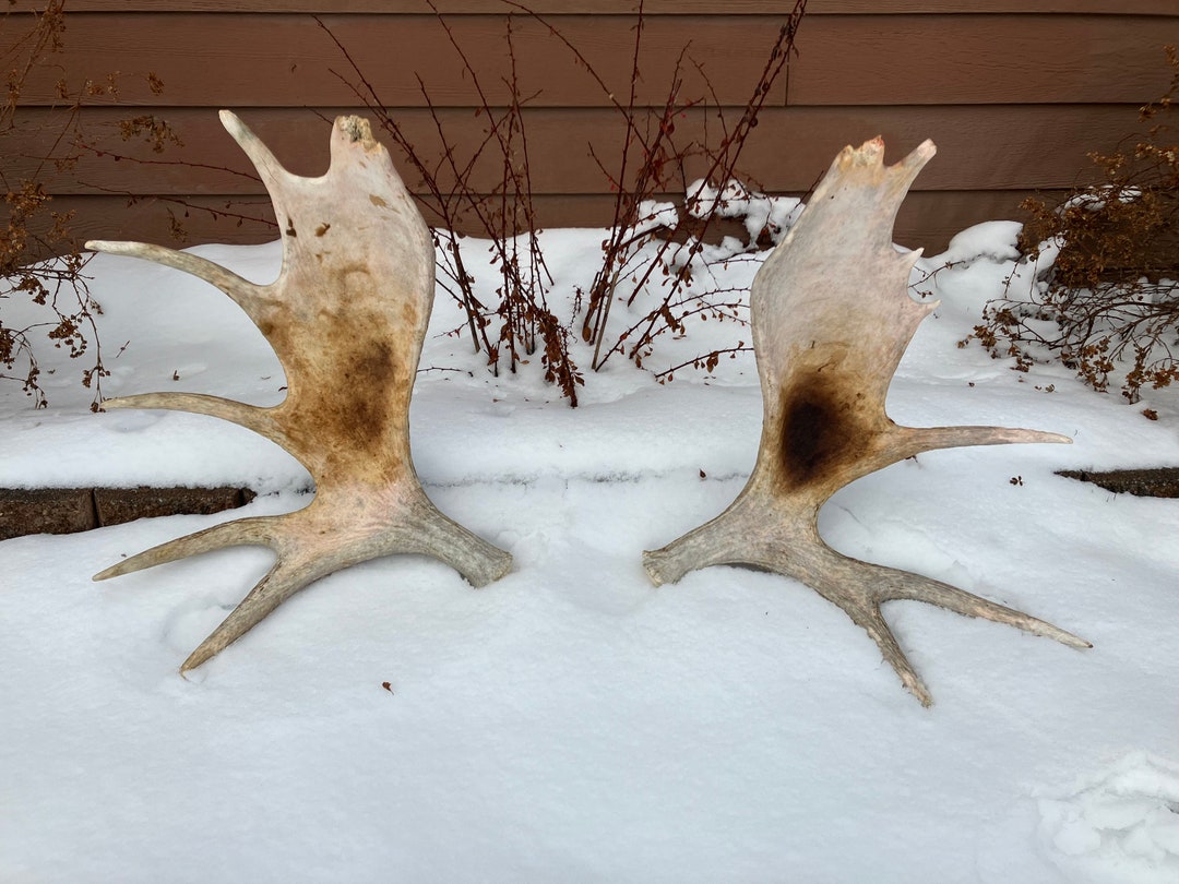 Large Maine Moose Sheds / Moose Antlers! Matching Set! Deer, Taxidermy ...
