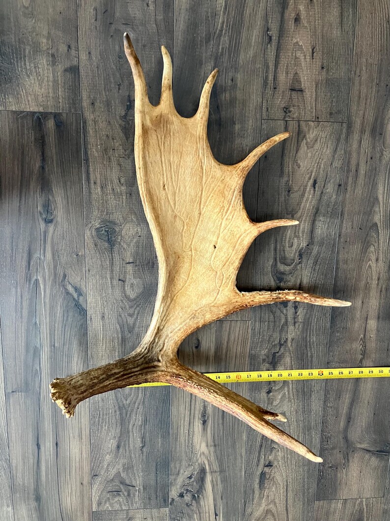 Large Maine Moose Antler! Moose Shed! Deer, Taxidermy, Man Cave, Crafts ...