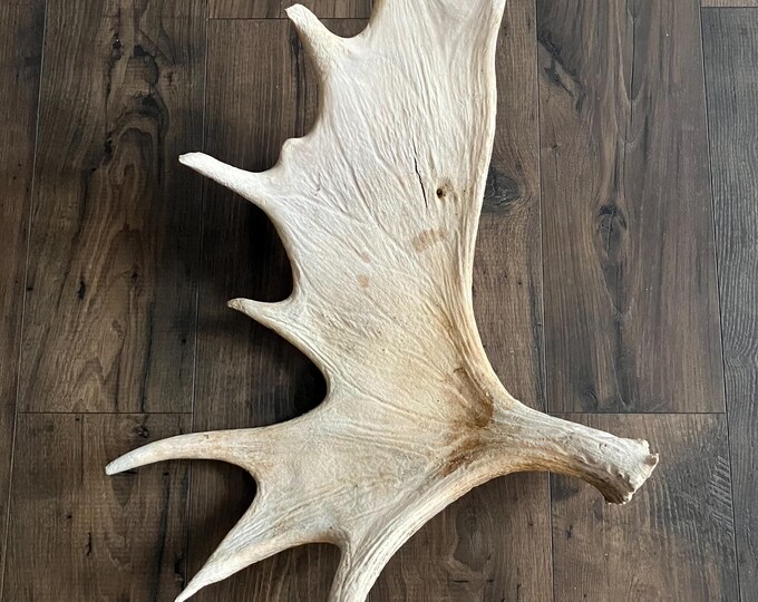 Large Maine Moose Shed! Moose Antler! Deer, Taxidermy, Man Cave, Crafts ...