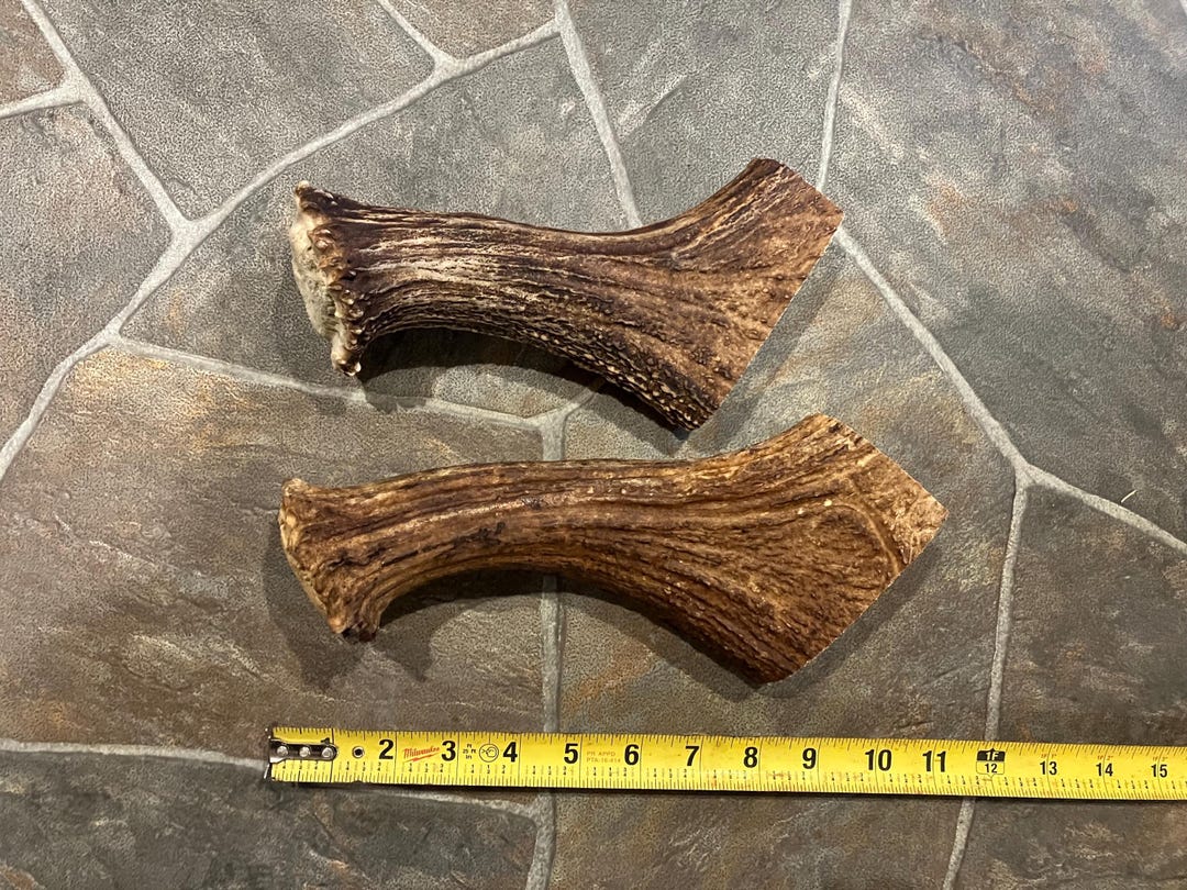2 Moose Antler Bases! Dog Chew, Moose Shed, Crafts, Knapping - Etsy