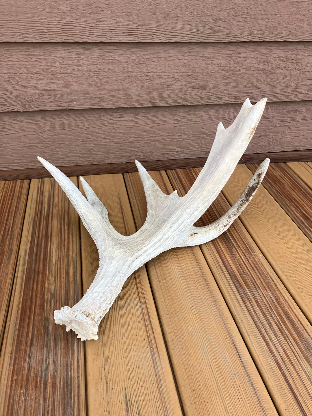 Large Non-typical, Self-standing Maine Moose Shed / Antler! Deer ...