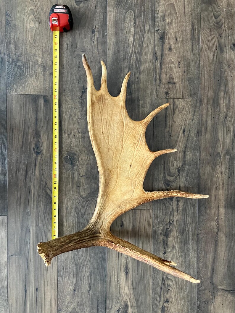 Large Maine Moose Antler! Moose Shed! Deer, Taxidermy, Man Cave, Crafts ...