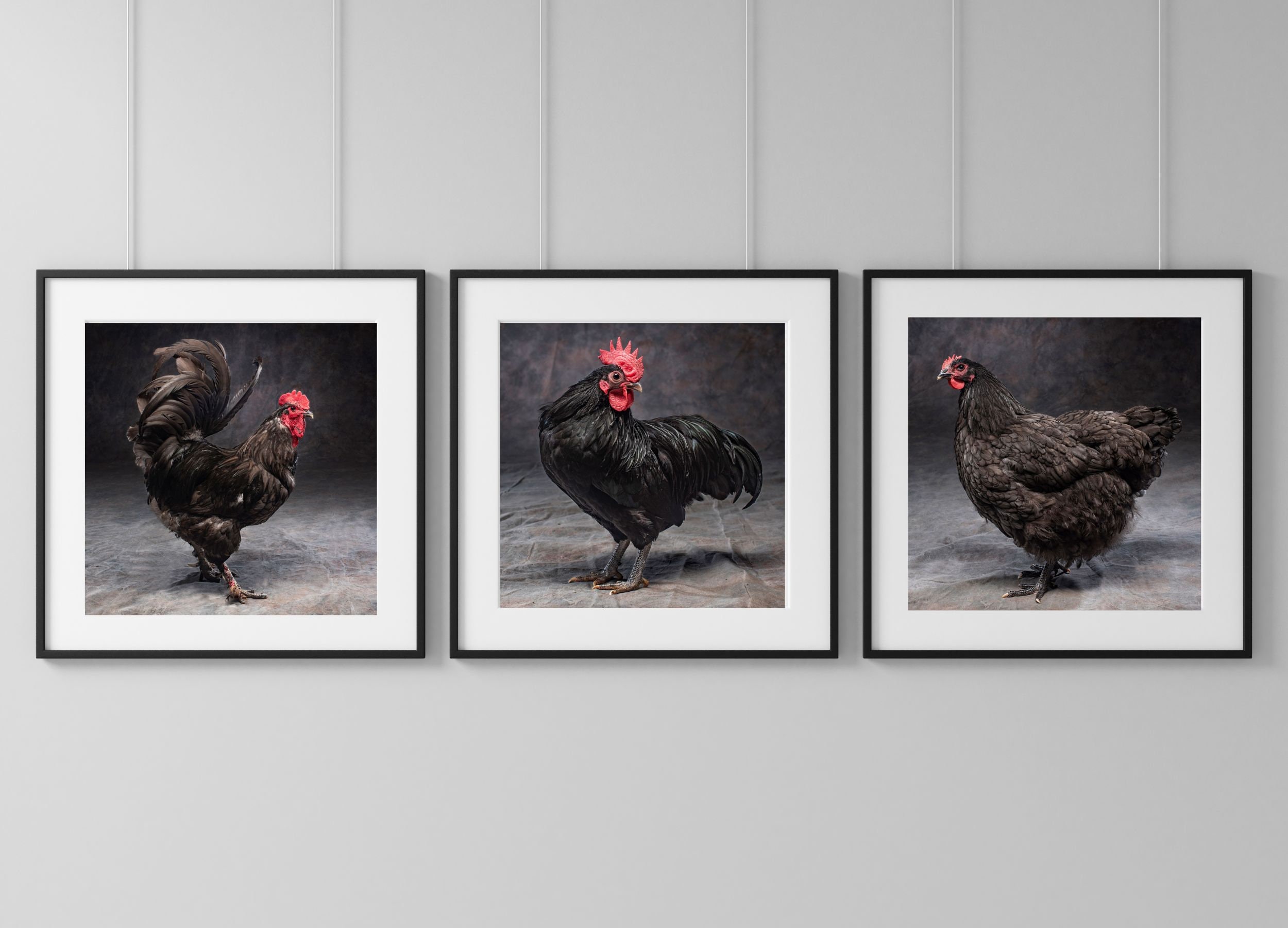 Blue Orpington Chicken - Etsy
