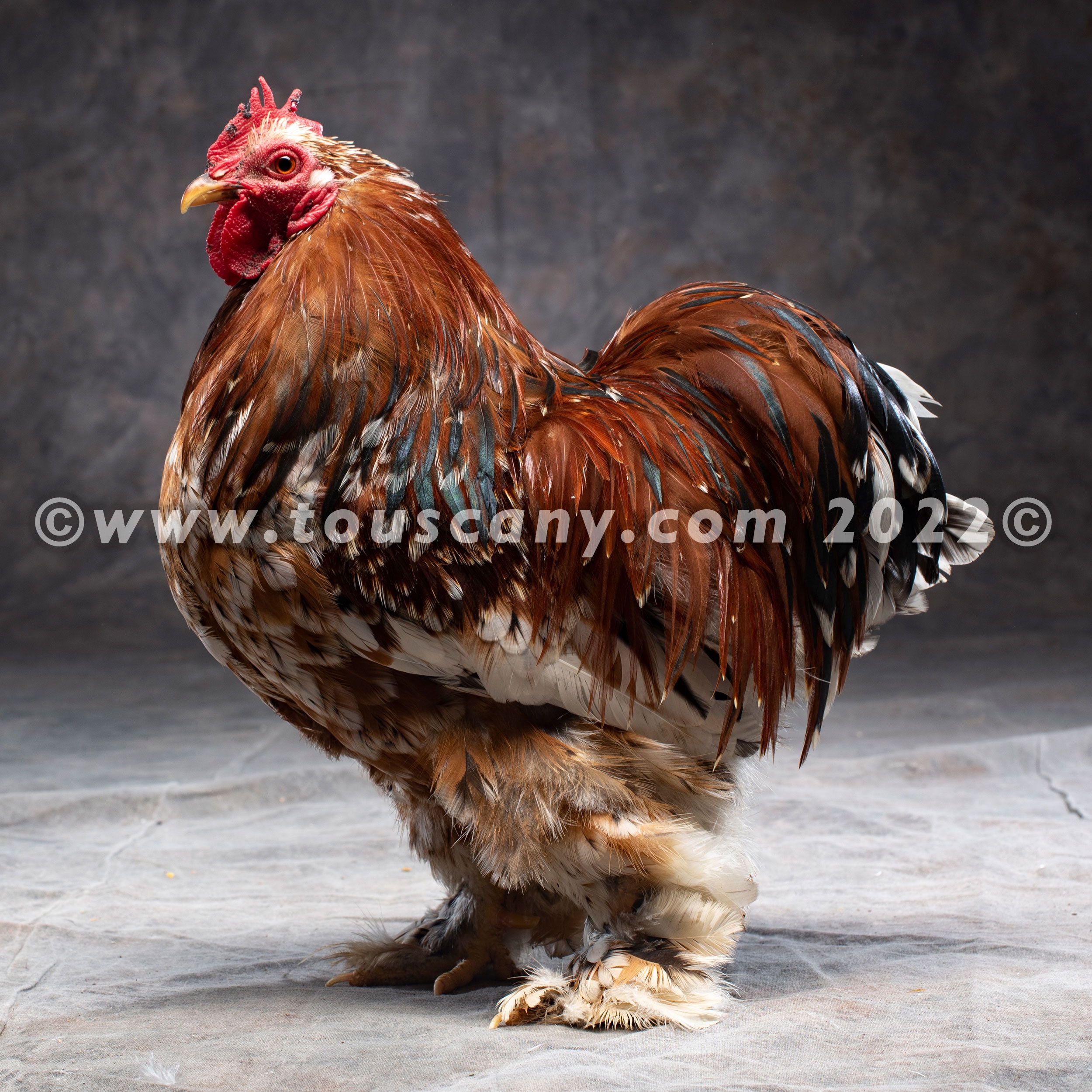 Bantam Mille Fleur Cochin Chicken - Etsy