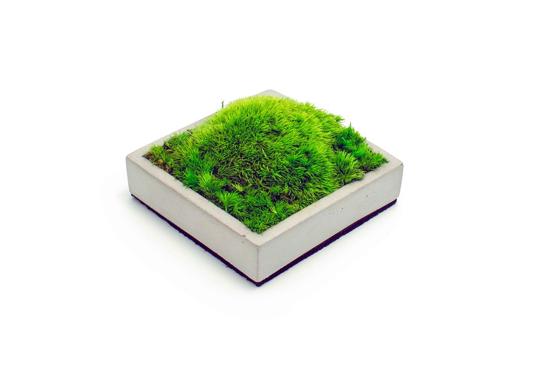 Preserved Moss Decor Concrete Tray| Norwegian Pole Bunn Cushion ...
