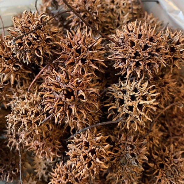 Sweetgum Balls - Etsy