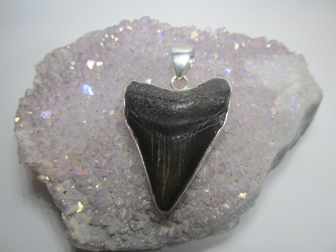 Natural Shark Tooth Fossil Pendant 14.3 Grams Charles Albert Fine ...