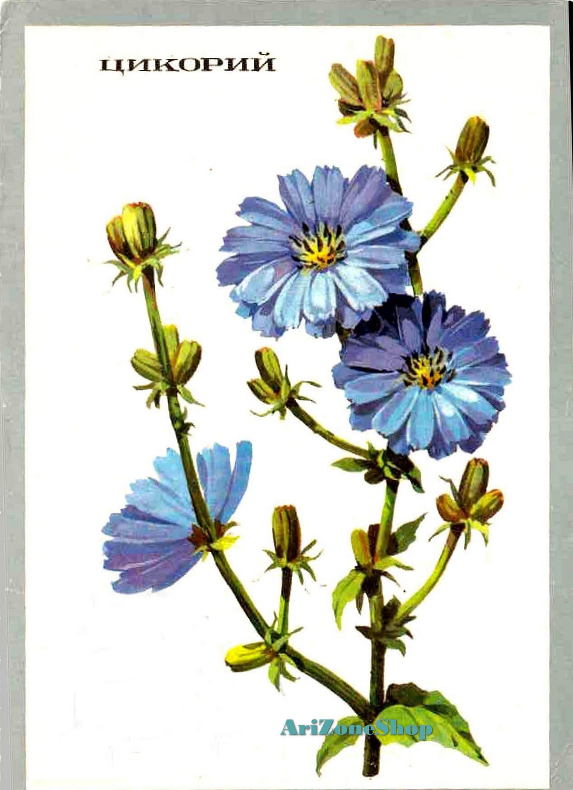 Set 2 Vintage blue flowers postcards Digital Printable JPEG | Etsy