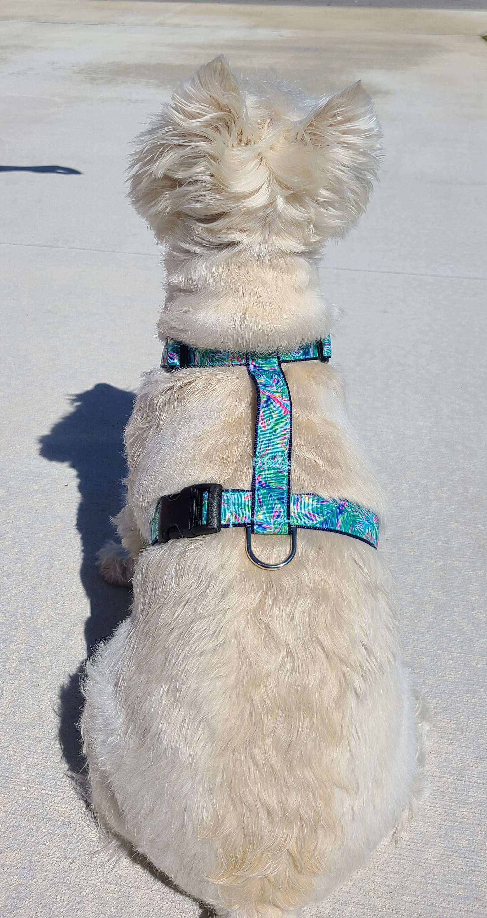 Palm Beach Palms 1"(w) Collars, Harnesses & Leashes Sold Individually ...