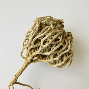 Rose of Jericho Mariyam Flower Jericho Rose Resurrection Flower Jericho ...