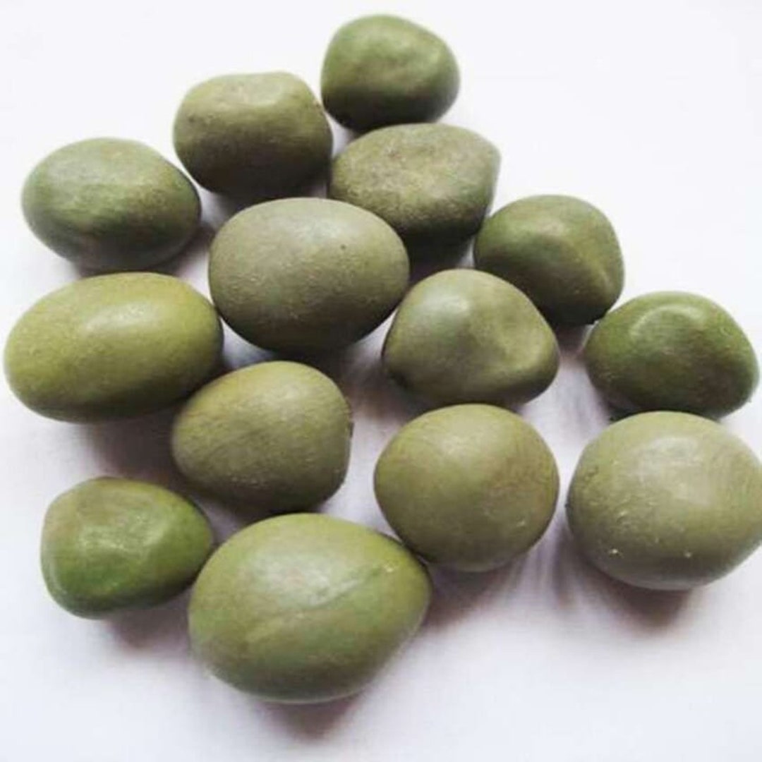 KALARCHIKAI Seeds Fever Nut Caesalpinia Bonduc, Tradition & Wellness - Etsy