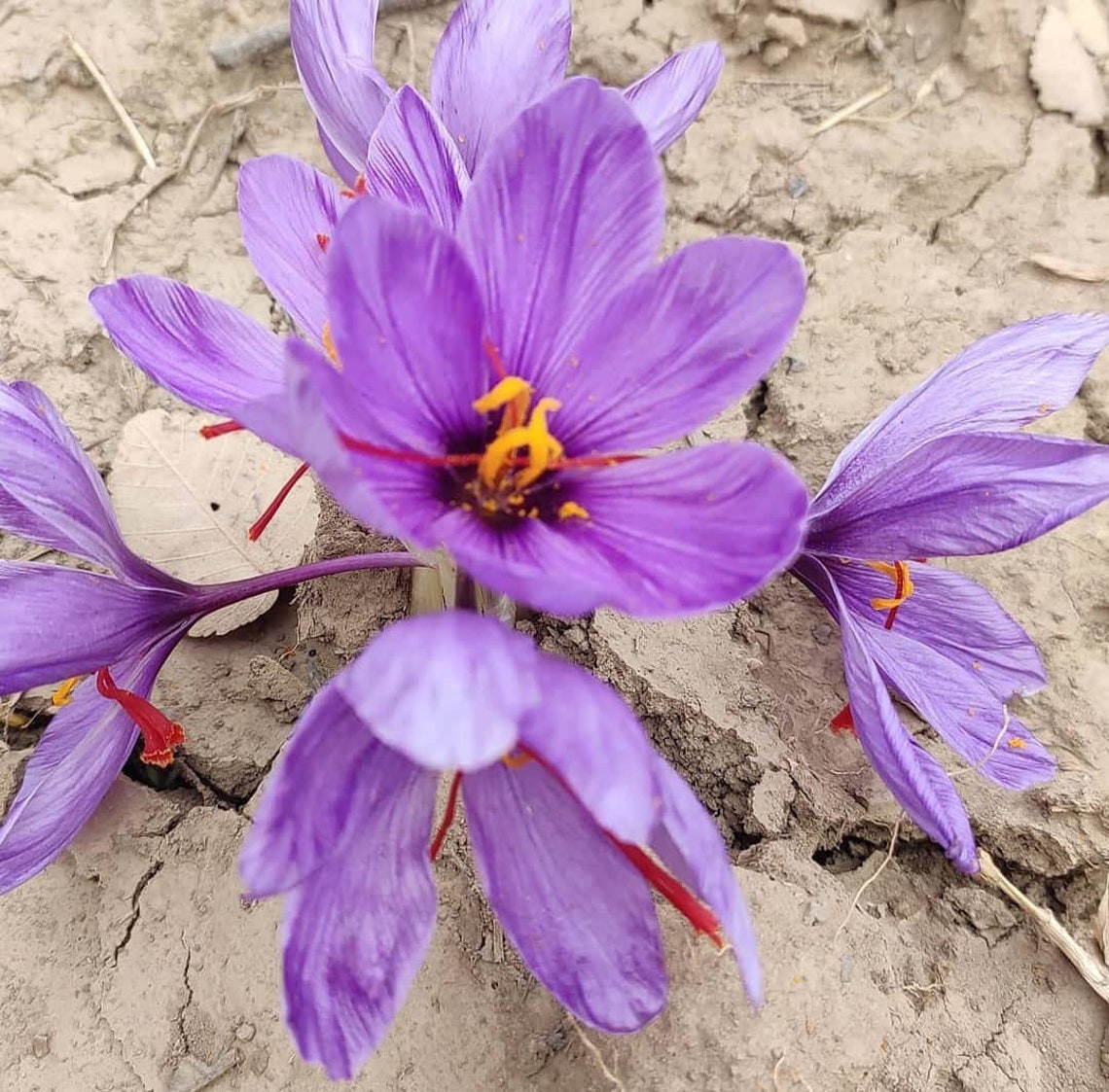 Purest Natural Original Premium Kashmiri Mongra Saffron Kesar - Etsy