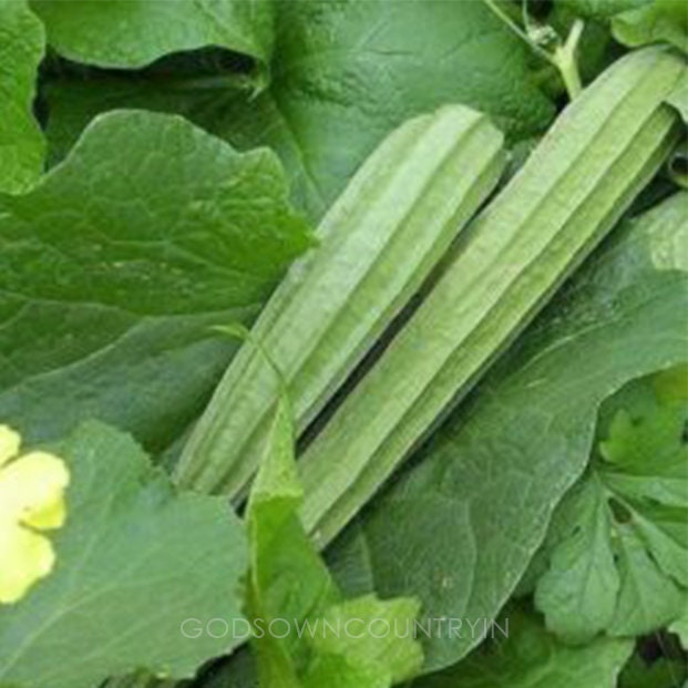 RIDGE GOURD Vegetable Seeds Turai Turiya Organic Seeds | Etsy Canada
