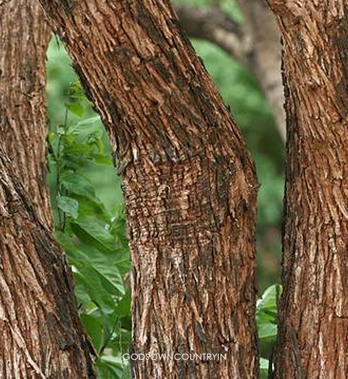 Cutch Tree Bark karingali Karigali Water Acacia Catechu | Etsy