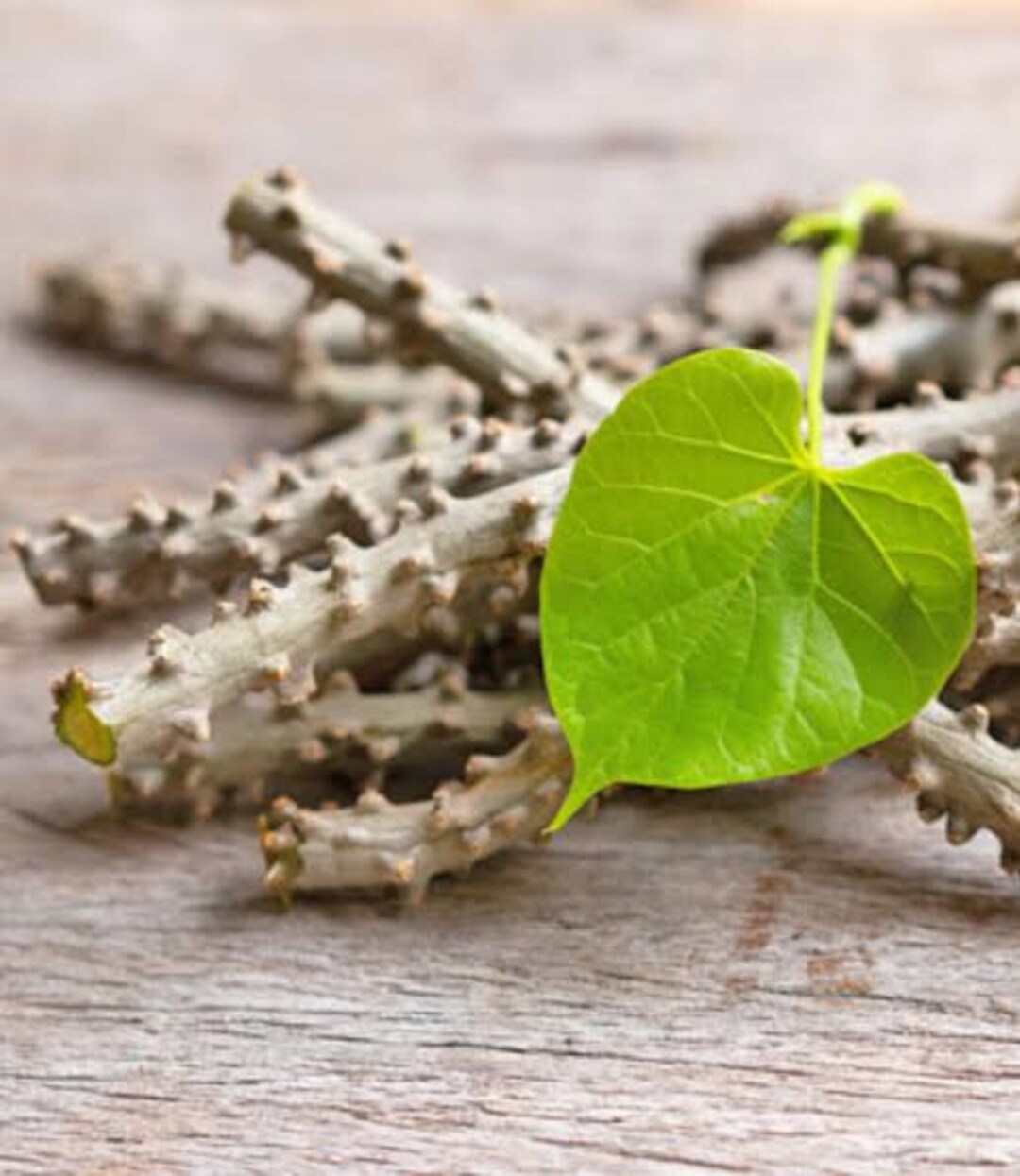 6-inch Giloy Stem Guduchi Tinospora Cordifolia Chittamruthu Amrta Bela ...